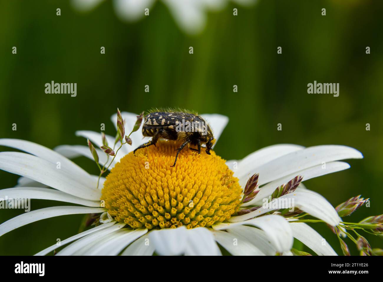 White spotted rose beetle: A Beneficial Insect for Pollination and ...