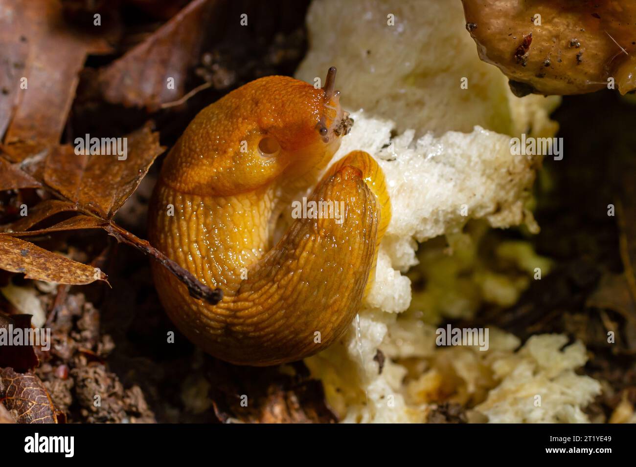 Slug, Dusky Arion, Arion subfuscus, Terrestrial Snail eating a mushroom ...