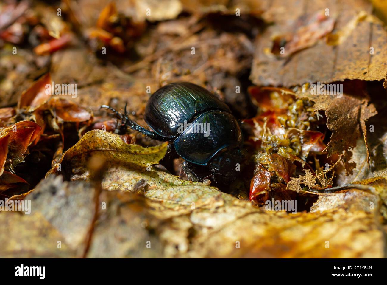 Earth boring dung beetles, Anoplotrupes stercorosus Stock Photo - Alamy