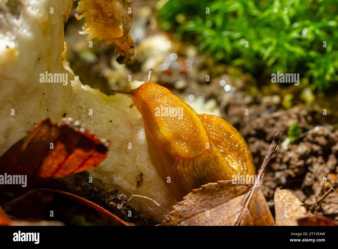 Slug, Dusky Arion, Arion subfuscus, Terrestrial Snail eating a mushroom ...