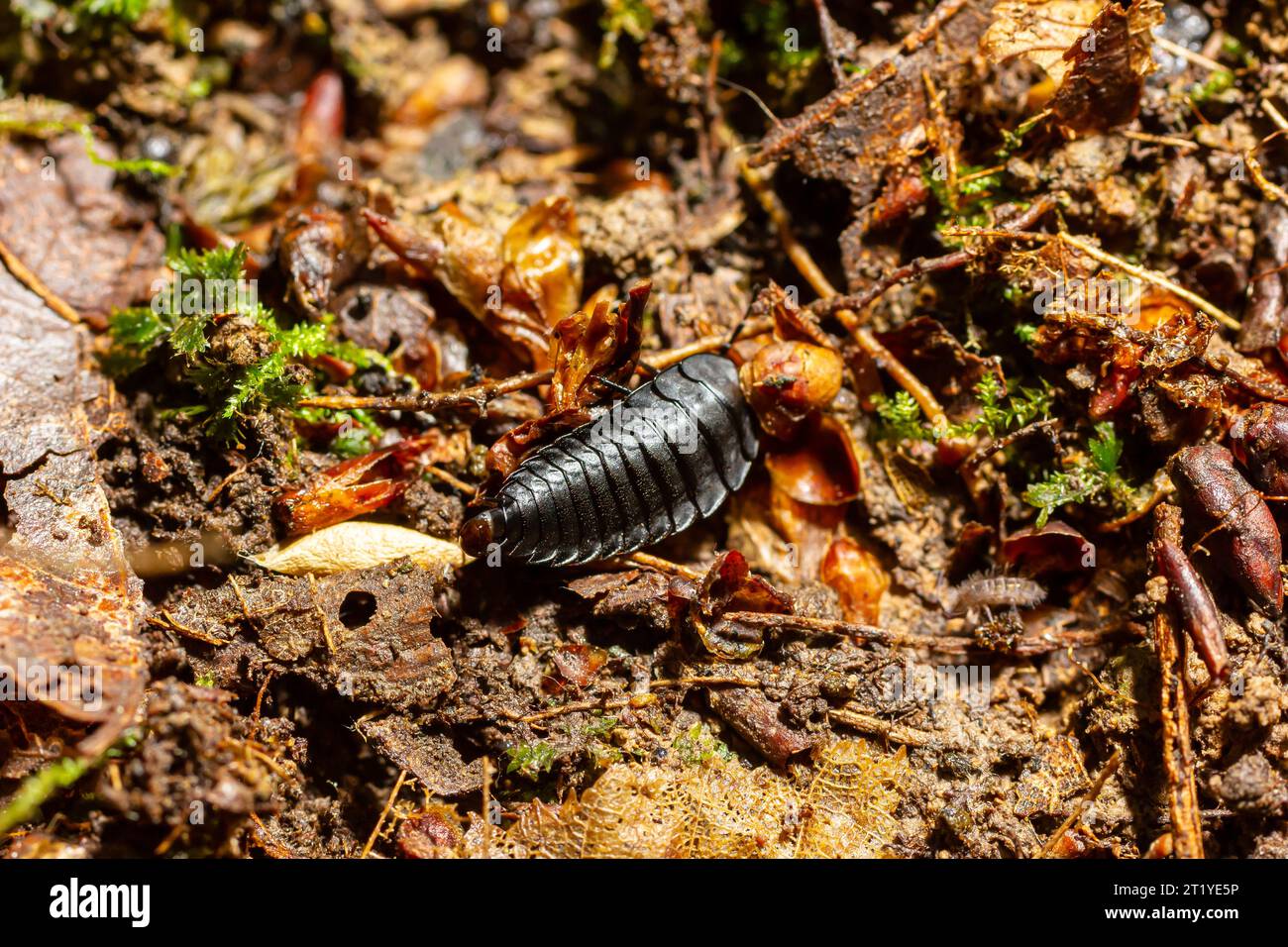 Larva of large carrion beetles, carrion beetles or burying beetles ...