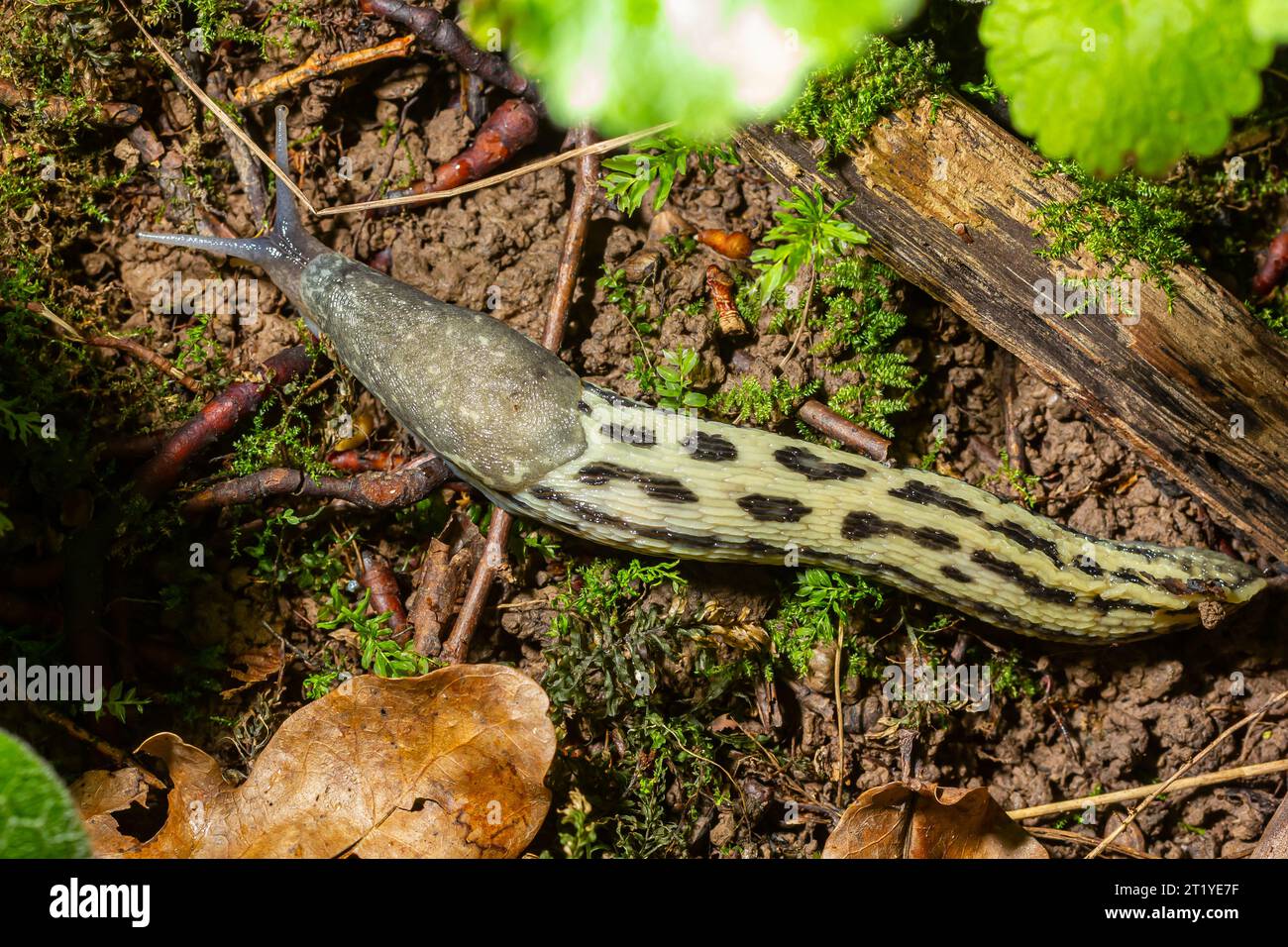 Limax maximus - leopard slug crawling on the ground among the leaves and leaves a trail Stock ...