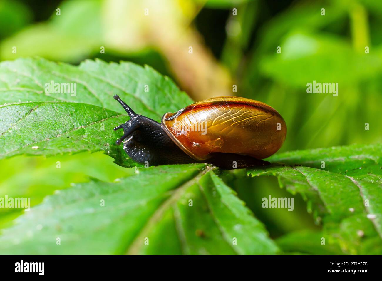Oxychilus alliarius , commonly known as the garlic snail or garlic ...