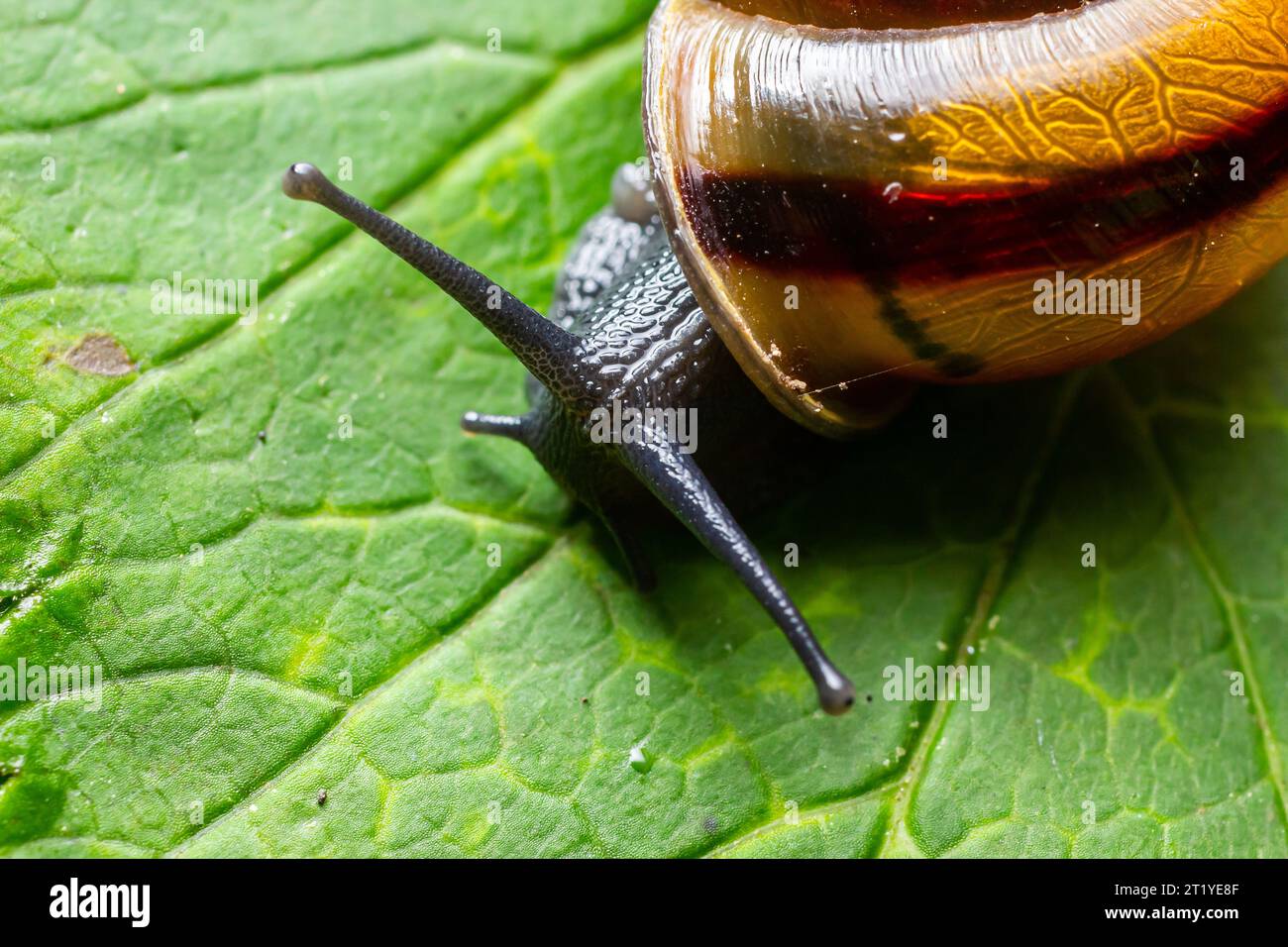 Oxychilus alliarius , commonly known as the garlic snail or garlic ...
