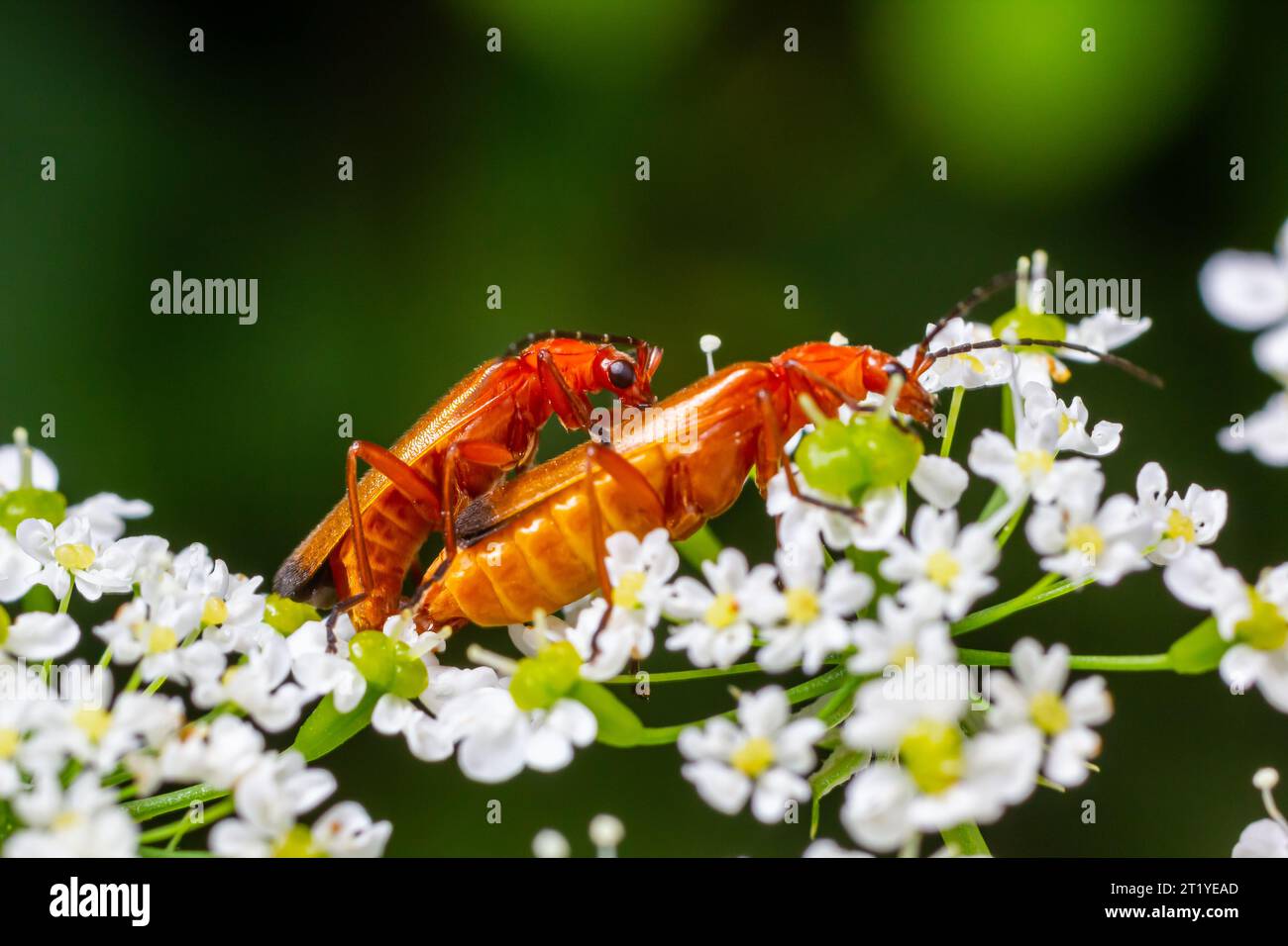 Common red soldier beetle Rhagonycha fulva Stock Photo - Alamy