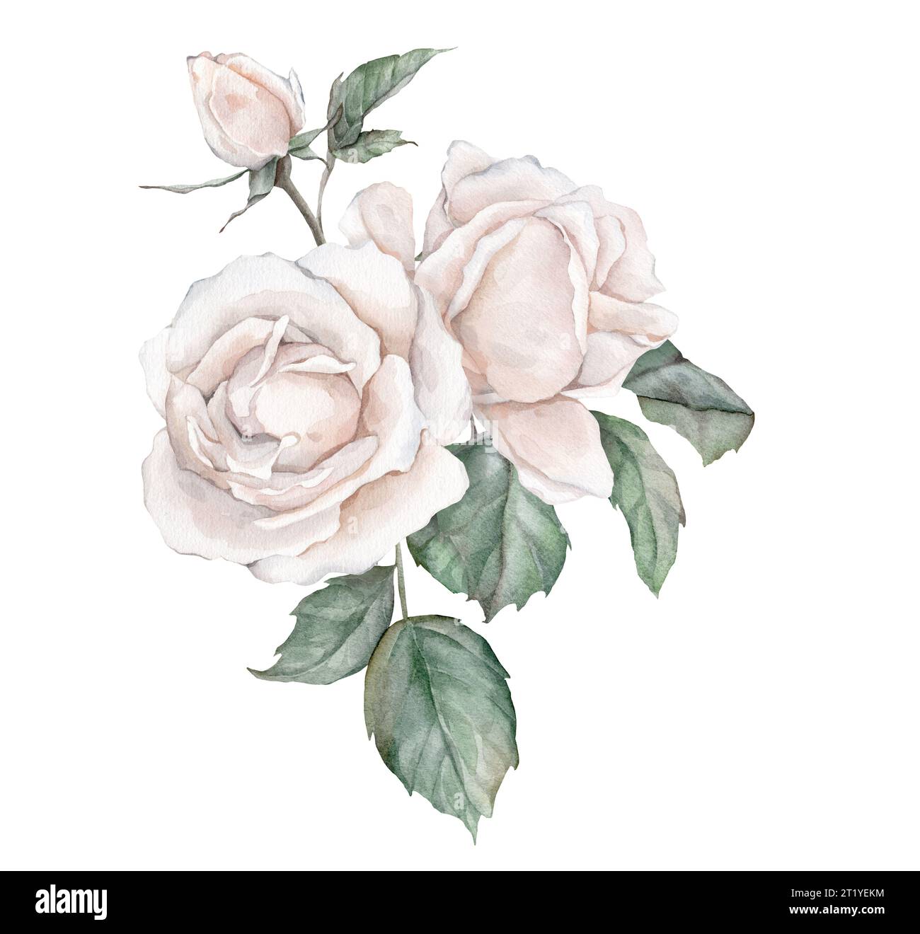 White roses watercolor illustration. hand drawn, isolated white ...
