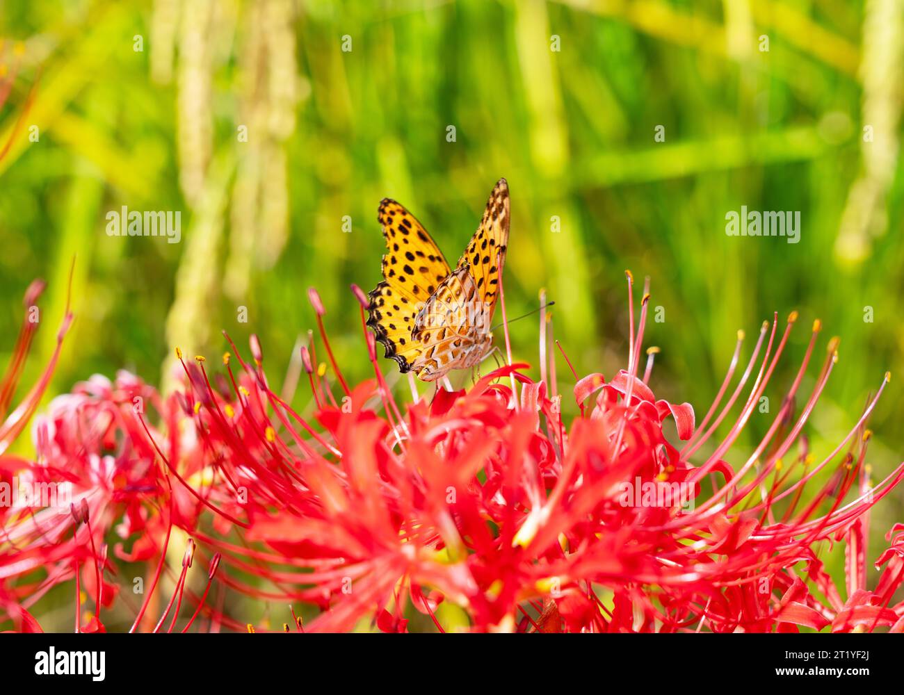 A butterfly perches on a higanbana flower. Ears of rice in the ...