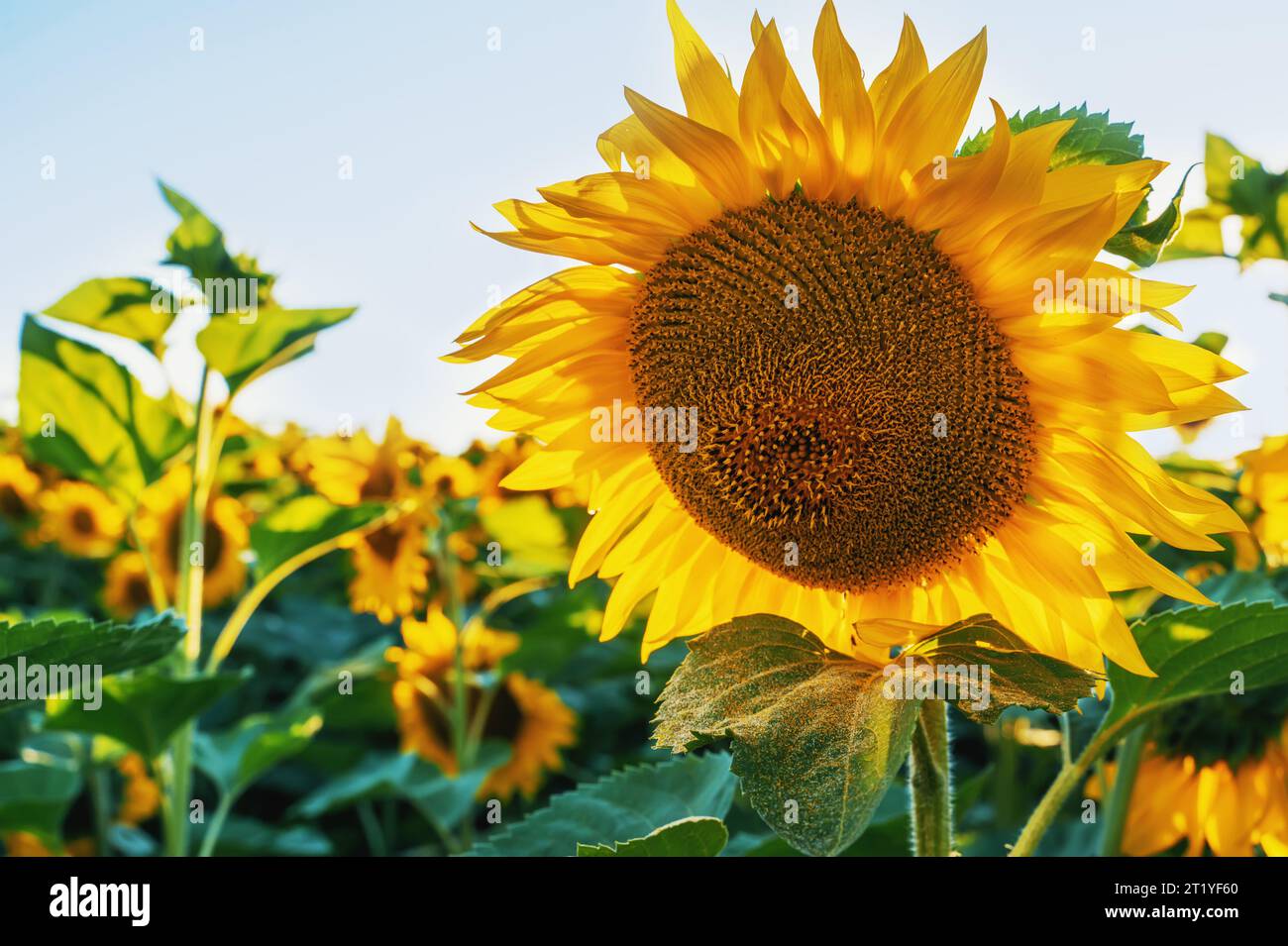 Sunflowers are Growing on the Big field. Wonderful panoramic view field ...