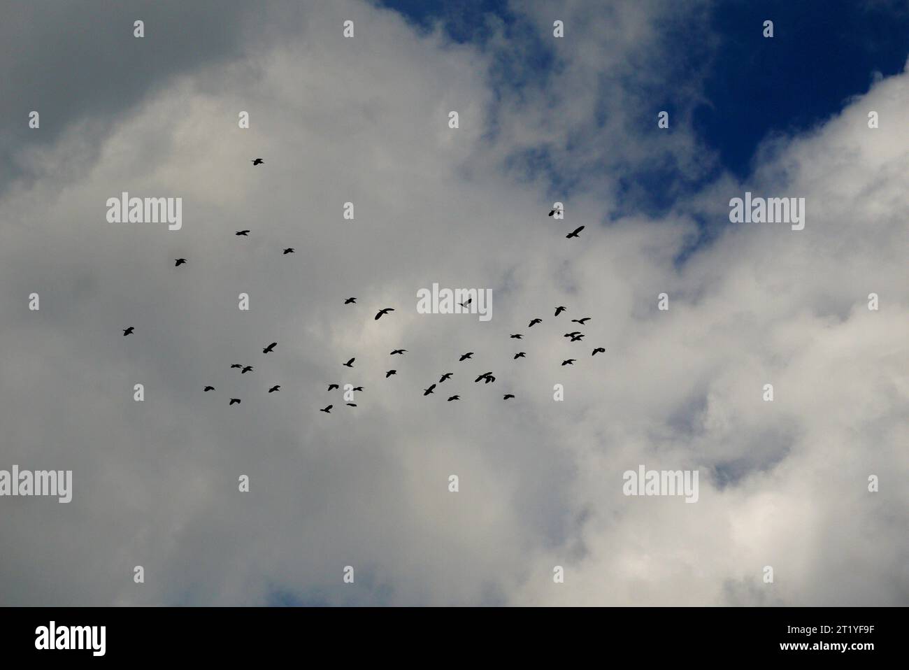 several birds in flight migrating against a background of white and ...