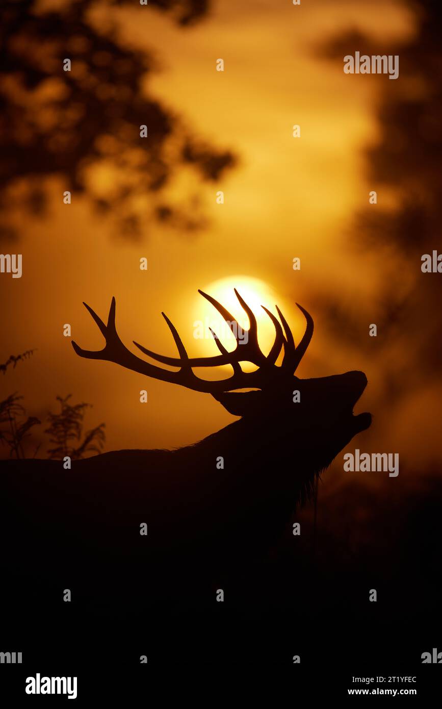 The stag bellows A red deer stag at sunrise, taken during the rut this ...