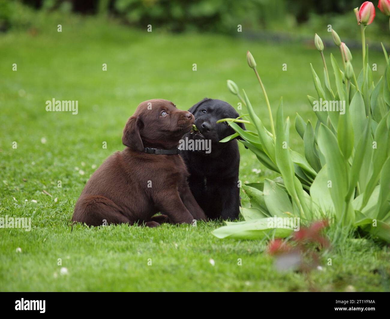 Labrador tulips hi-res stock photography and images - Alamy