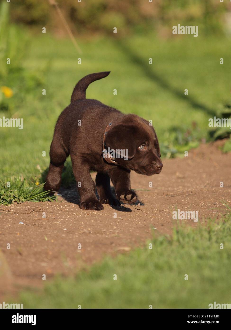 Labrador retriever cute hi-res stock photography and images - Alamy