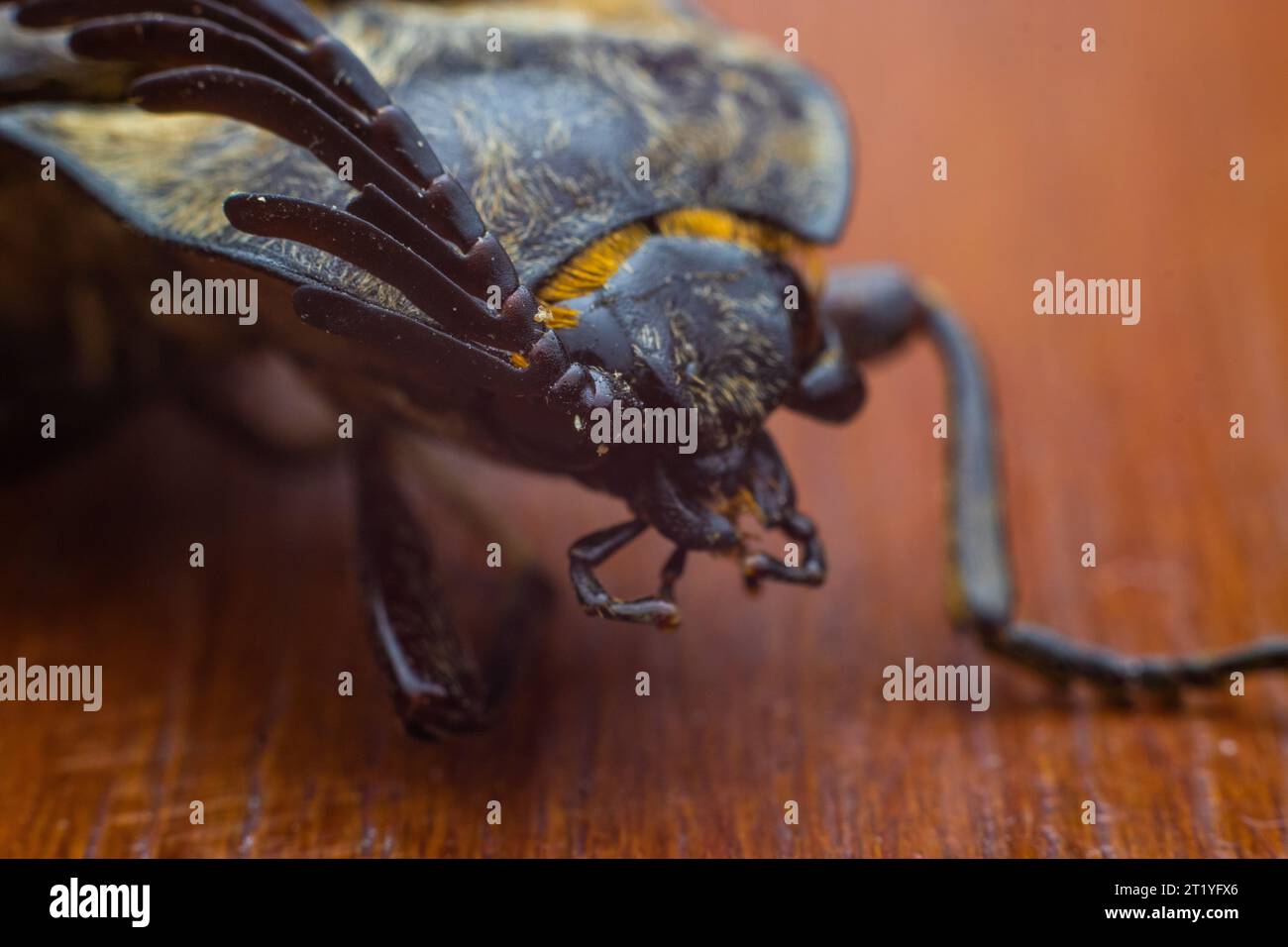Macro photo of big click beetle from the front showing its feather like ...