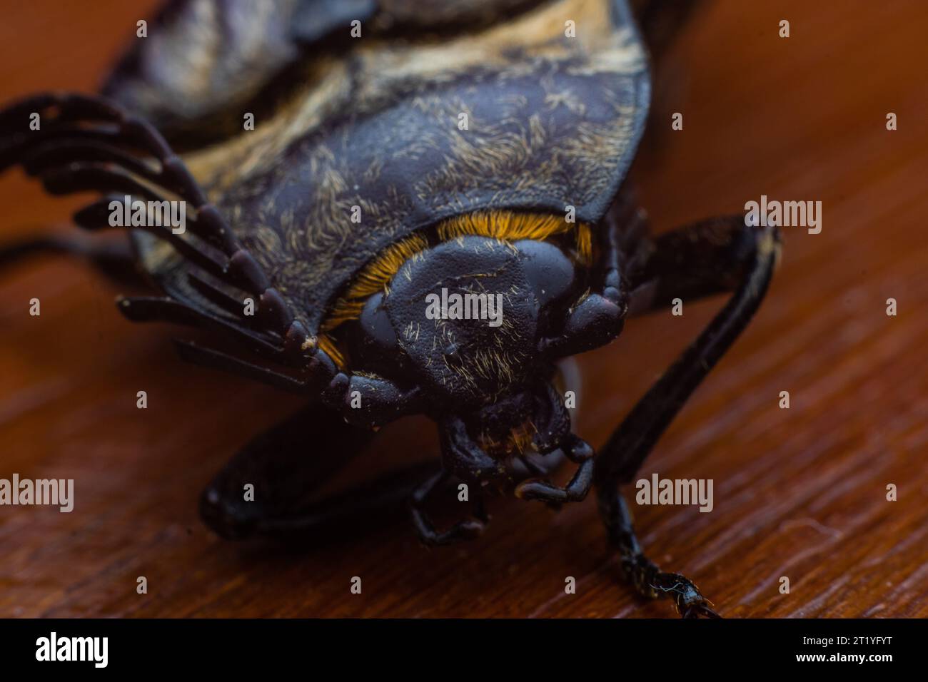 Close up Photo of click beetle taken from the front showing its ...