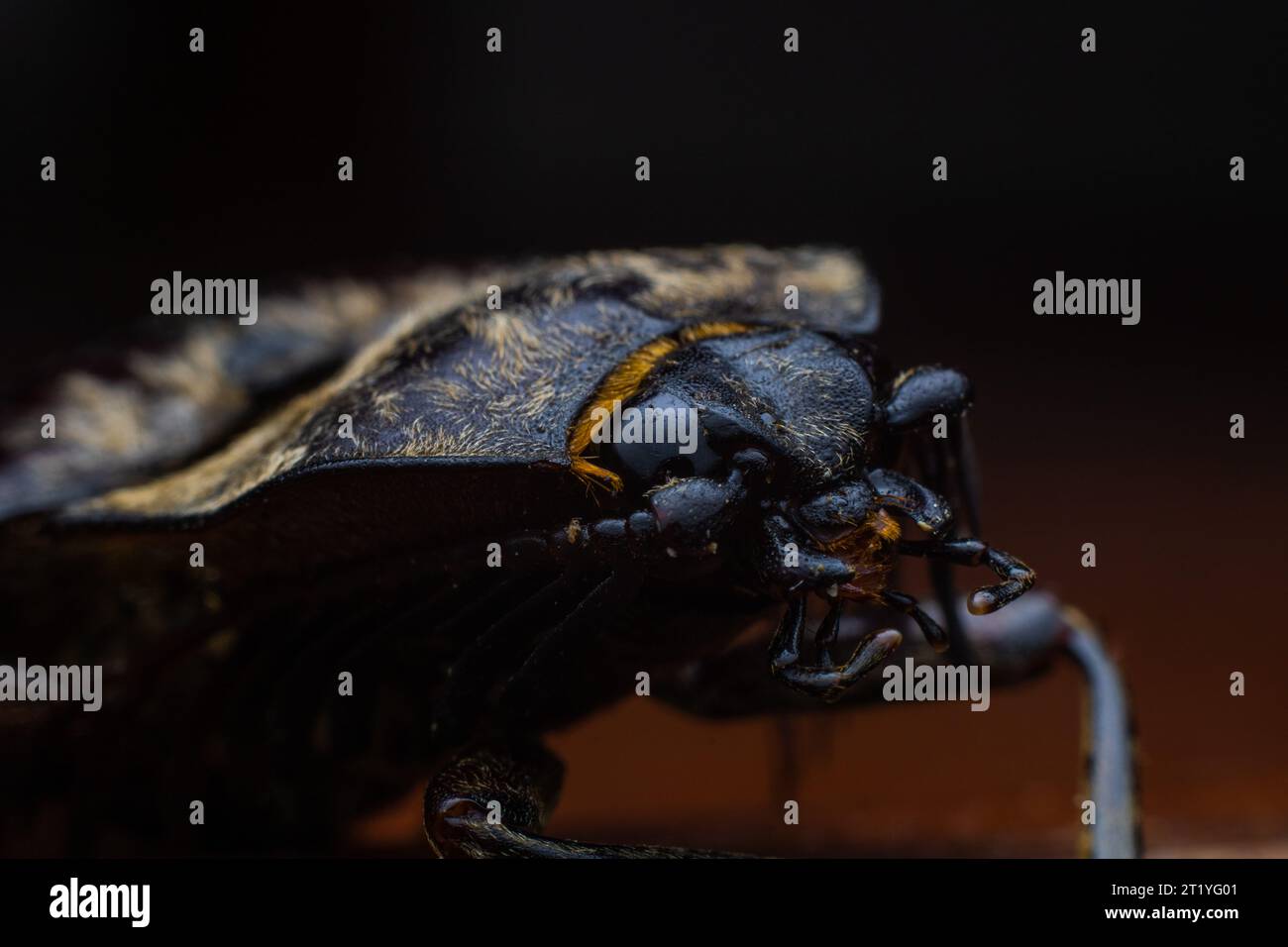 Click beetle face in macro photography shwoing its scary looking fang ...