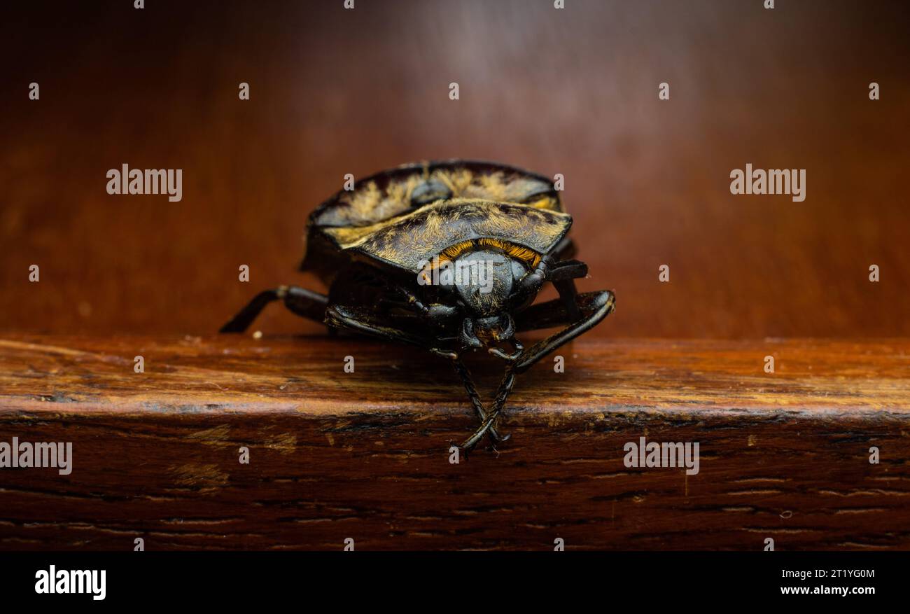 Click beetle from the front Stock Photo - Alamy