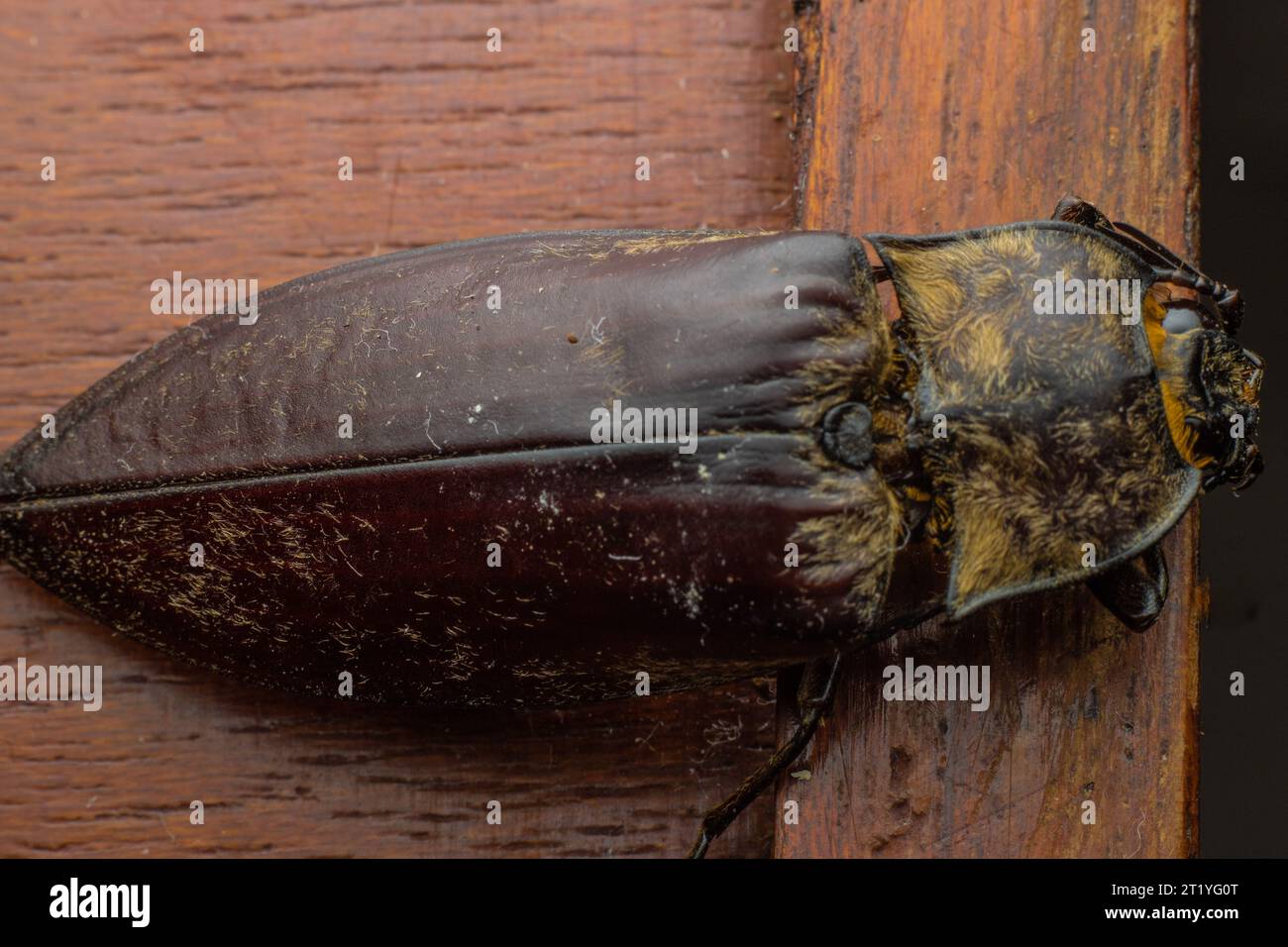 the shape of click beetle body taken from above under macro photography ...