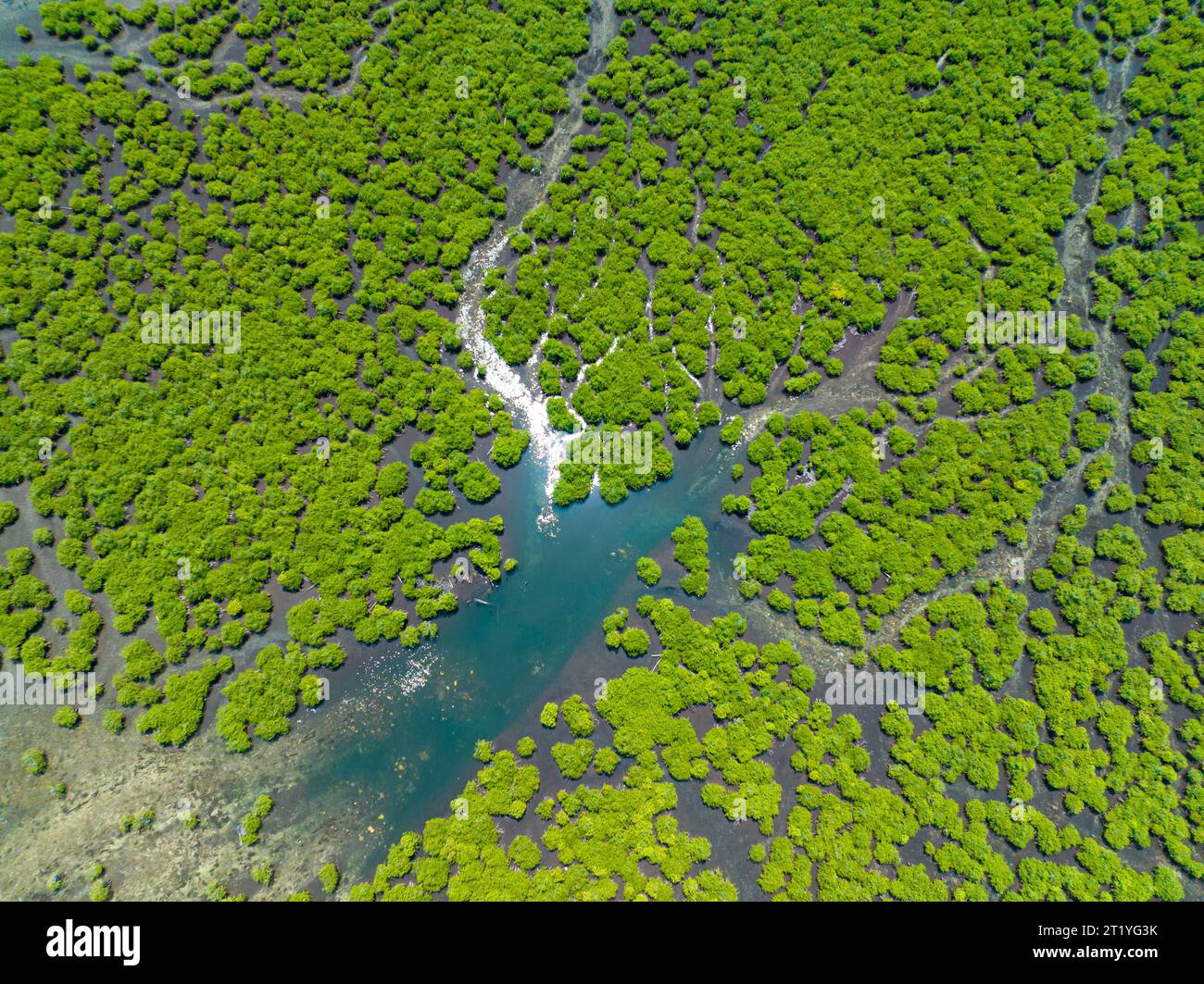 Flying above of greenery landscape of mangroves with river. Sunlight ...