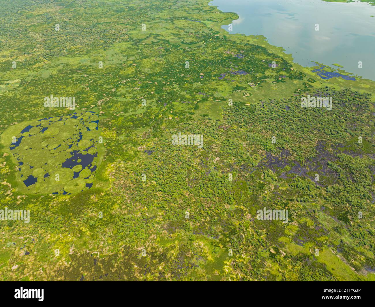 Swamp forests in wetlands concept hi-res stock photography and images ...