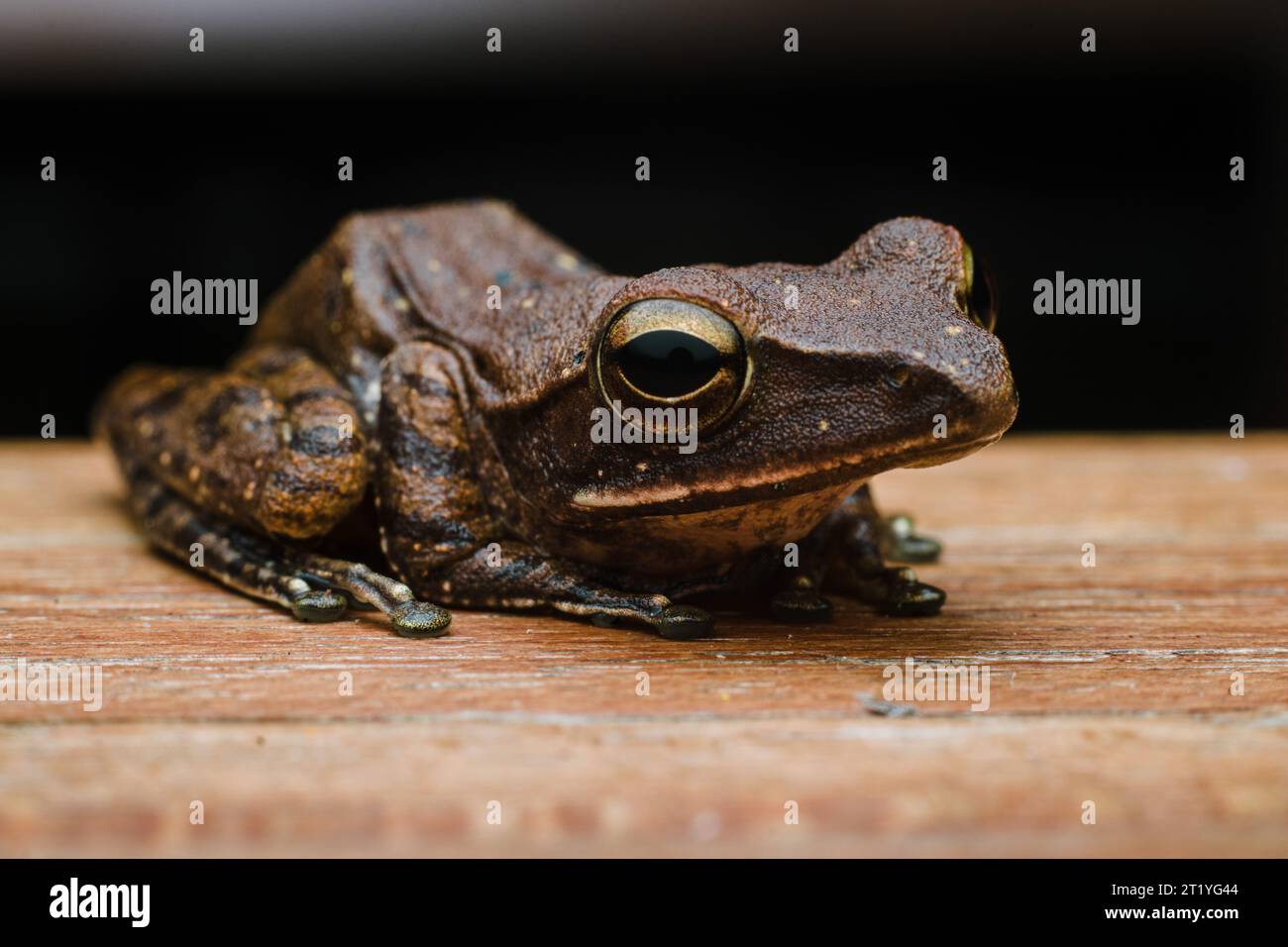 common tree frog looking to the right with its big amphibian eye Stock ...