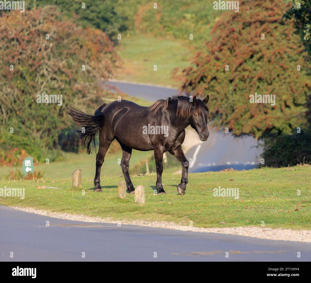 A black mare, New Forest pony crosses a Road in bright late summer ...