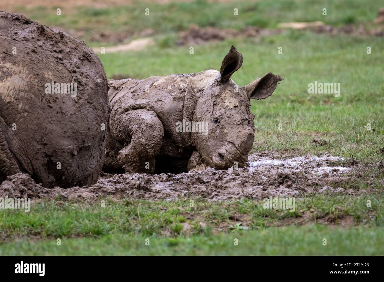 The baby rhinos love mud bath time COTSWOLDS WILDLIFE PARK, ENGLAND ...
