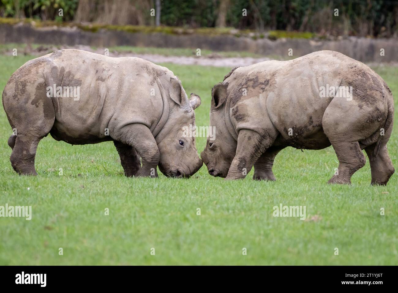 Henry and Susie practice squaring up to each other COTSWOLDS WILDLIFE ...