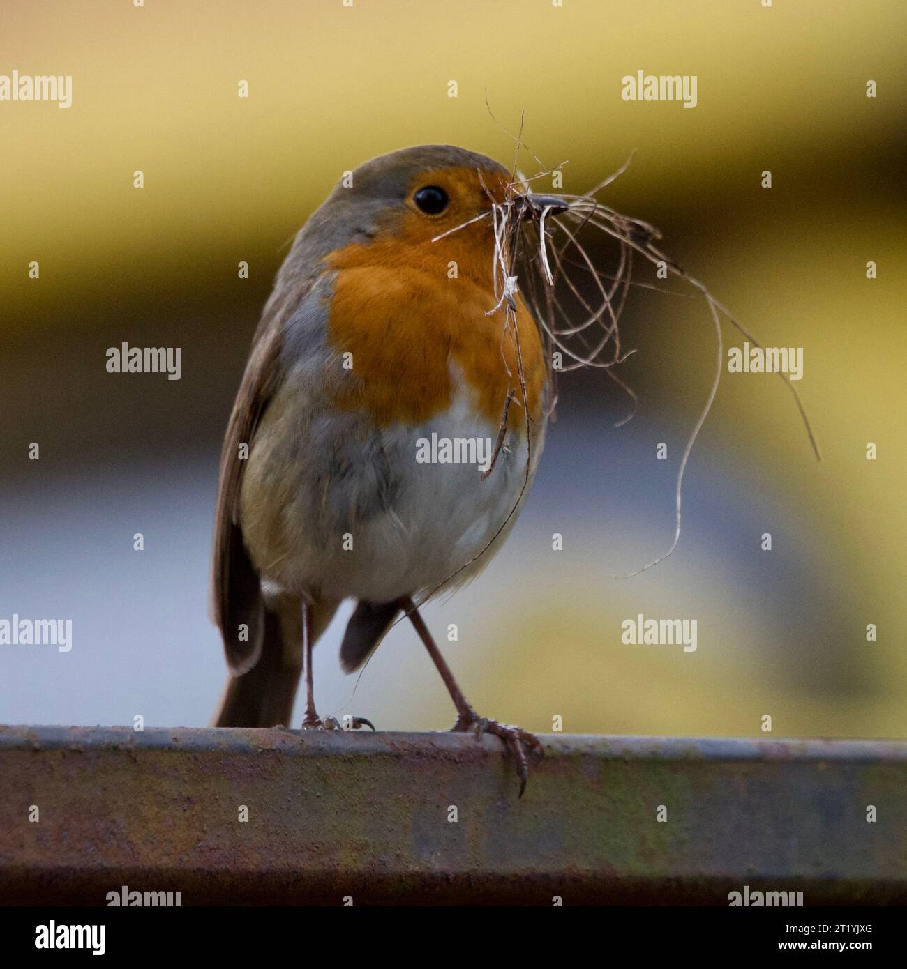 Robin building nest hi-res stock photography and images - Alamy