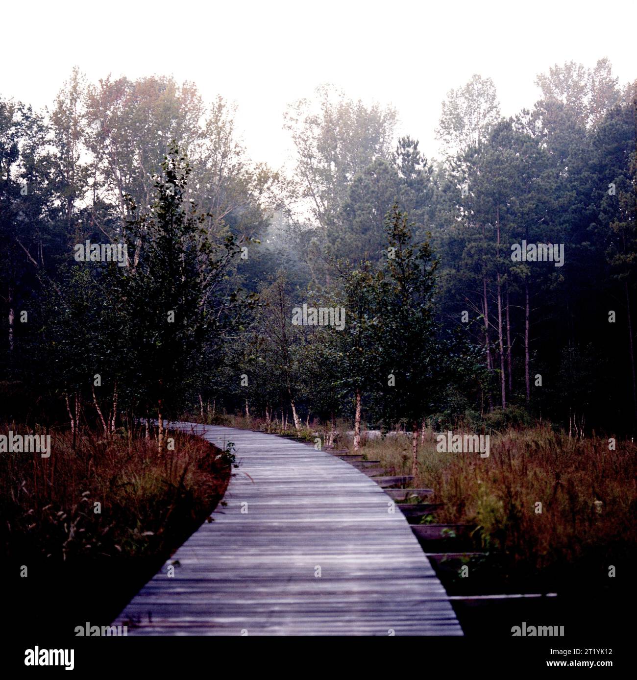 A square image of a winding boardwalk Stock Photo - Alamy