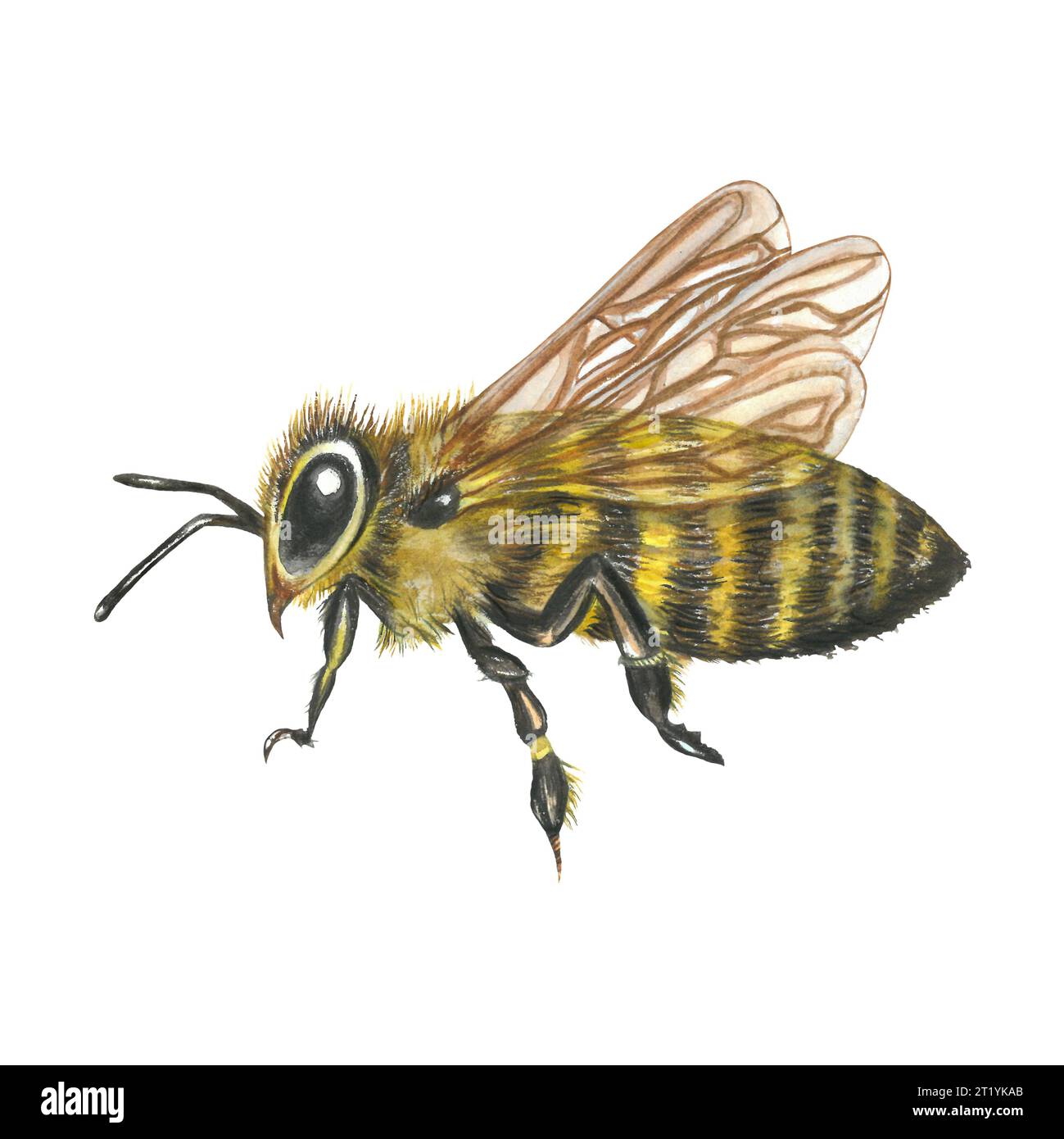 Watercolor illustration of a honey bee, side view. Isolated on a white ...
