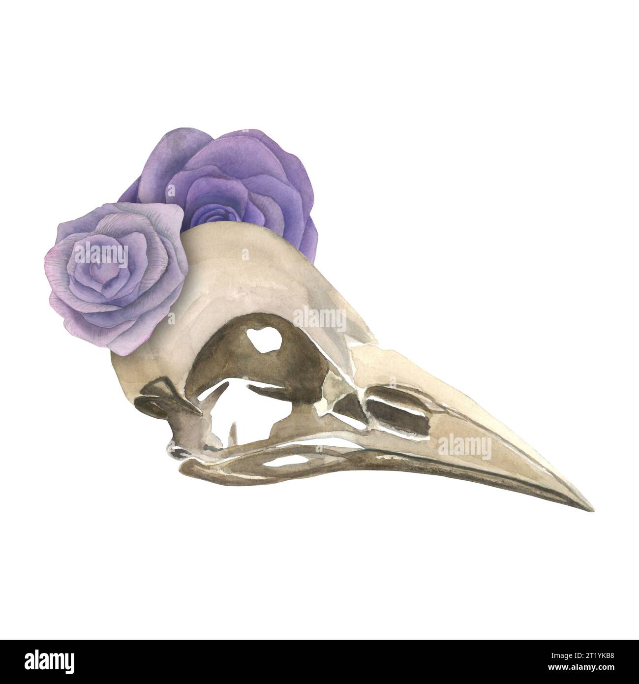 Watercolor illustration of a raven skull and lilac roses.Isolated on a ...