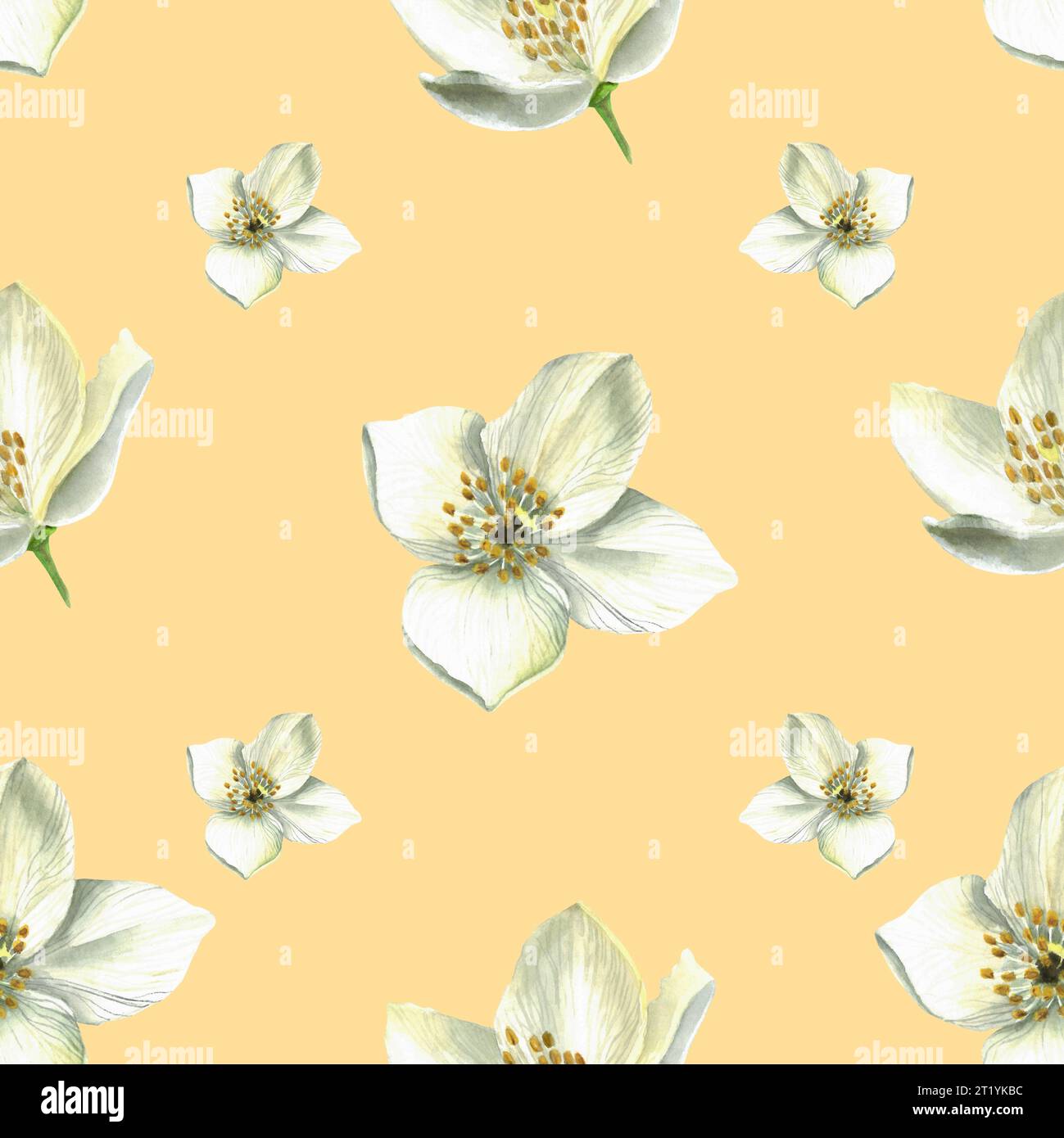 Jasmine illustration hi-res stock photography and images - Alamy