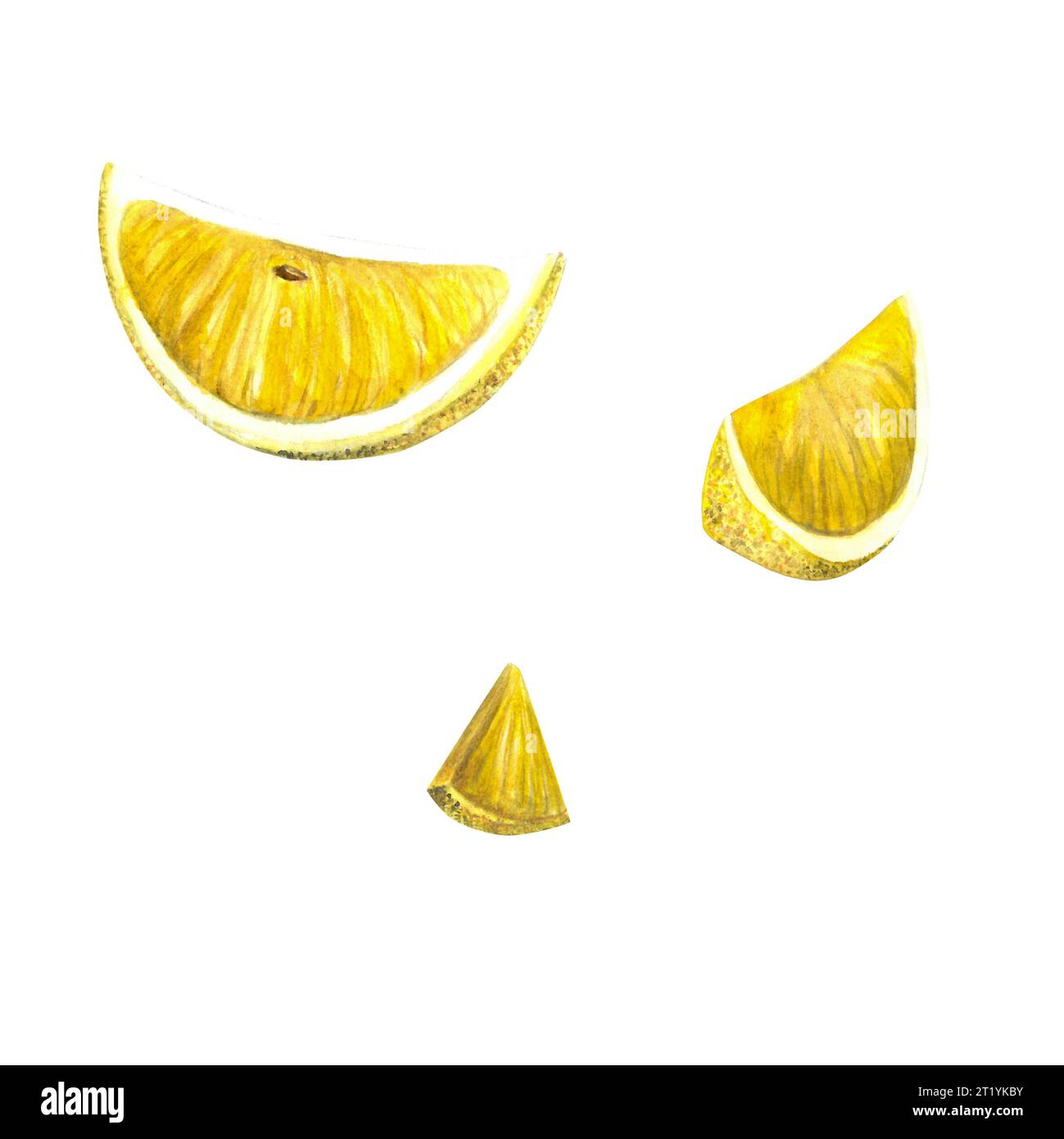 Watercolor illustration of lemon slices from different angles. Isolated ...