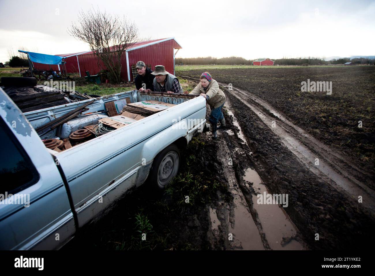 Three farmers push an old pickup truck out of the mud at an organic ...