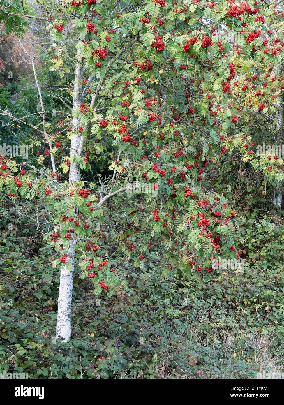 Rowan tree uk wood fruit hi-res stock photography and images - Alamy