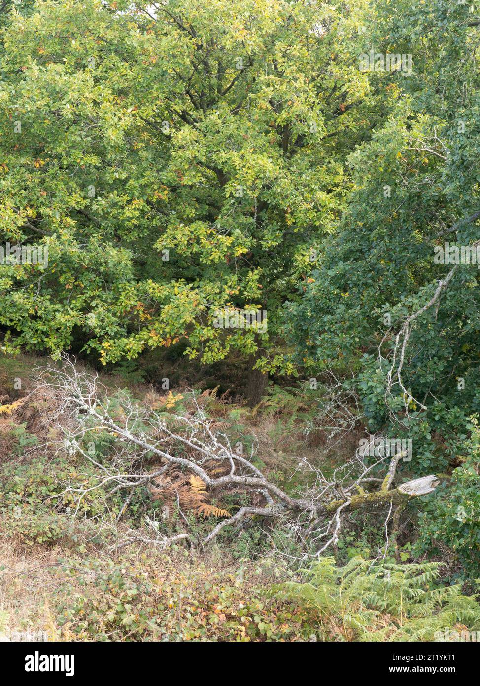 Tree details, Hopesay, Shropshire, England Stock Photo - Alamy
