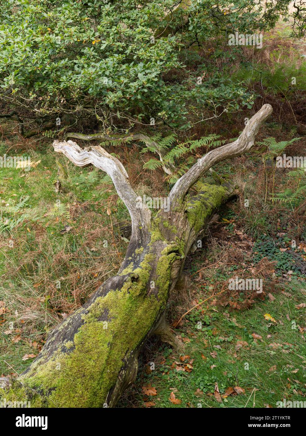Tree details, Hopesay, Shropshire, England Stock Photo - Alamy