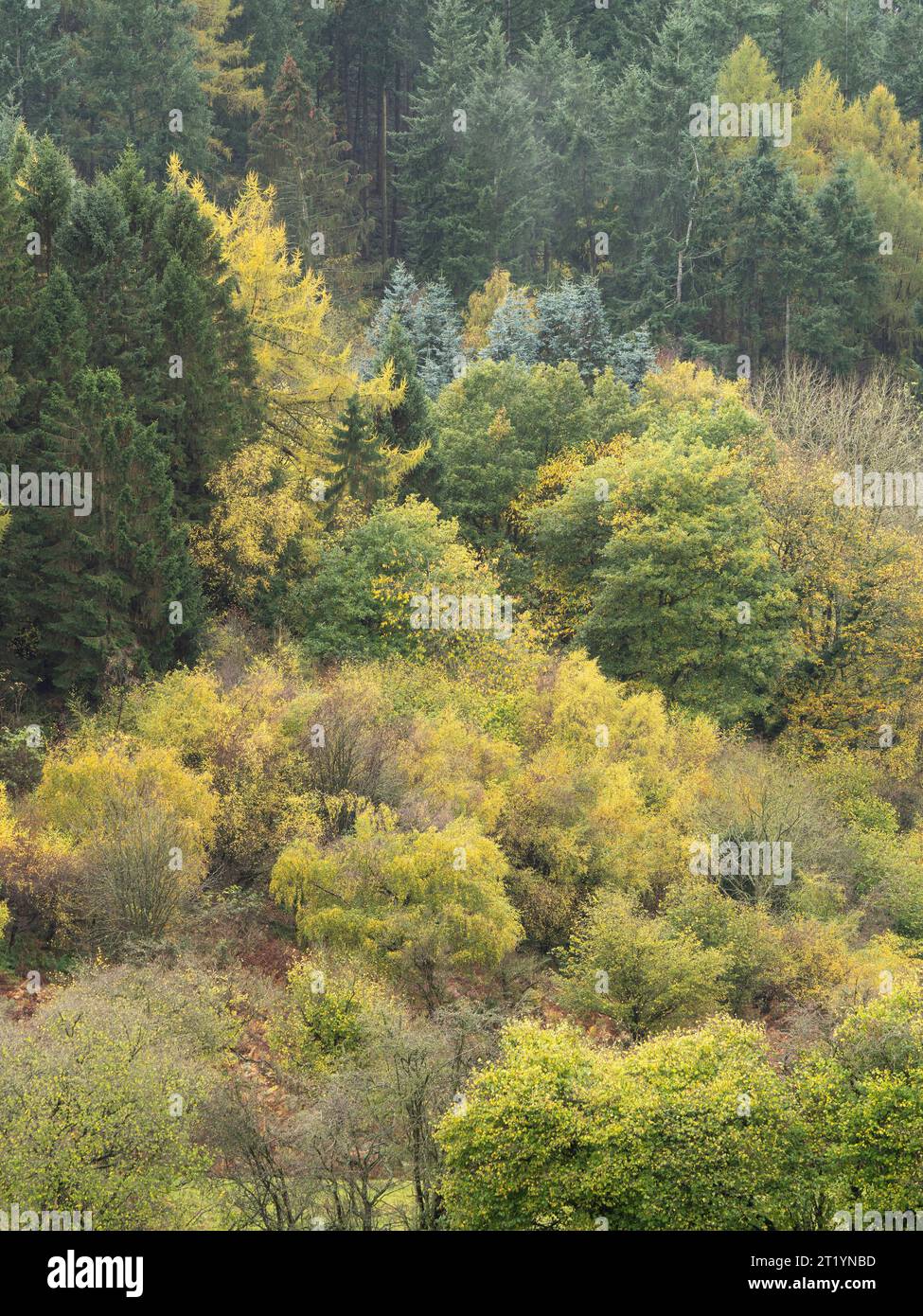 Quintessential British mixed woodland on Goat Hill in South Shropshire ...