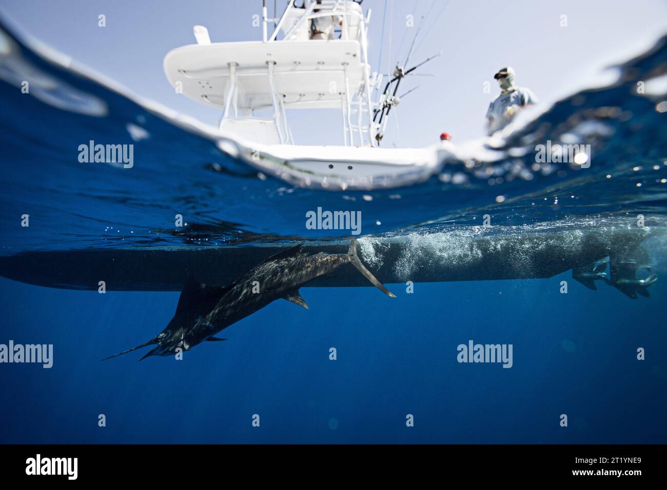 A split level underwater view of a sailfish next to a fishing boat ...