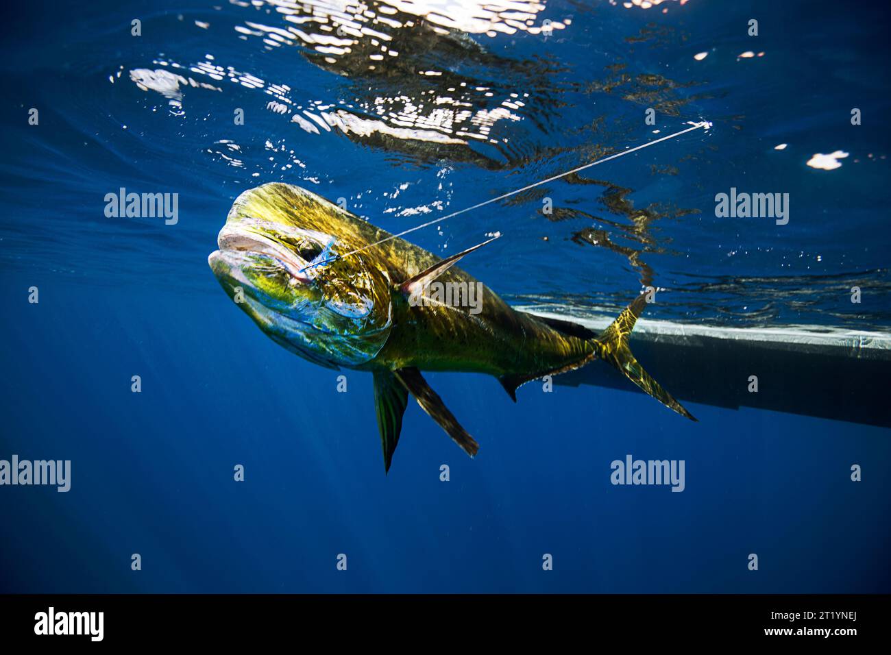 Dolphin close up underwater hi-res stock photography and images - Alamy