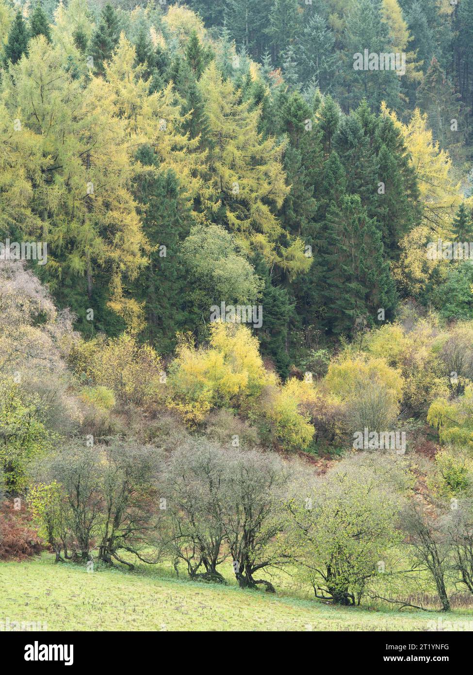 Quintessential British mixed woodland on Goat Hill in South Shropshire ...