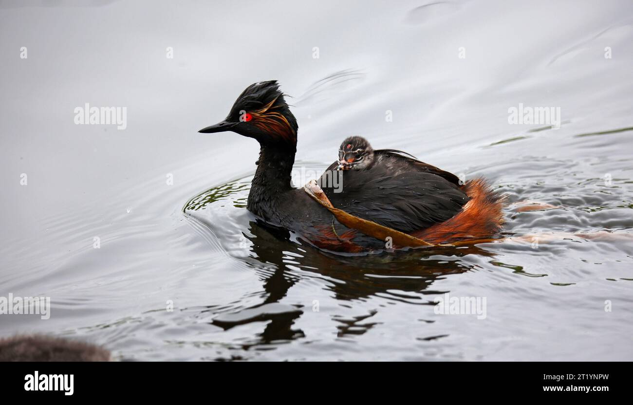 Black necked grebes with their chicks Stock Photo - Alamy