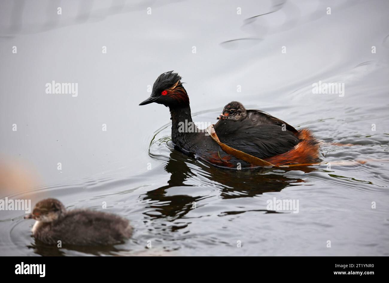 Grebe duck ducklings hi-res stock photography and images - Alamy