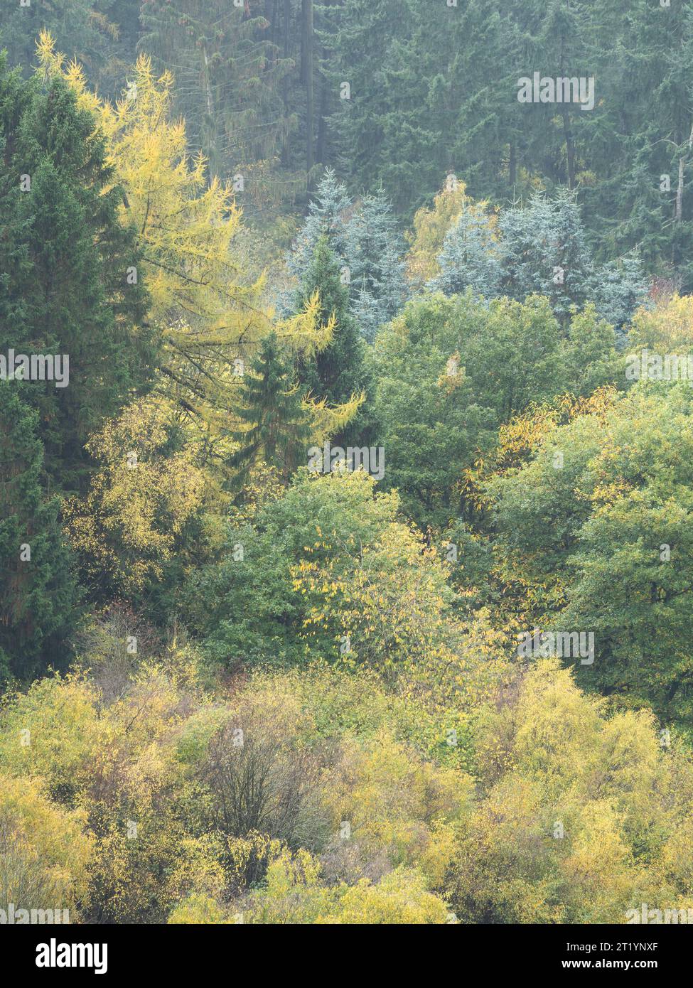 Quintessential British mixed woodland on Goat Hill in South Shropshire ...