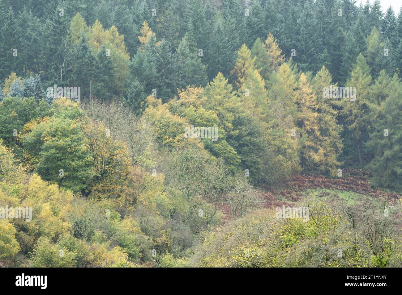 Quintessential British mixed woodland on Goat Hill in South Shropshire ...