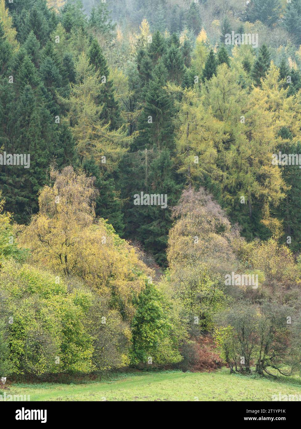 Quintessential British mixed woodland on Goat Hill in South Shropshire ...