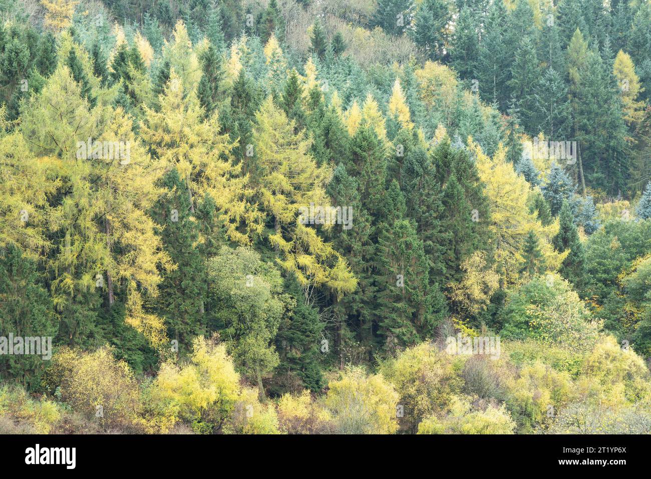 Quintessential British mixed woodland on Goat Hill in South Shropshire ...