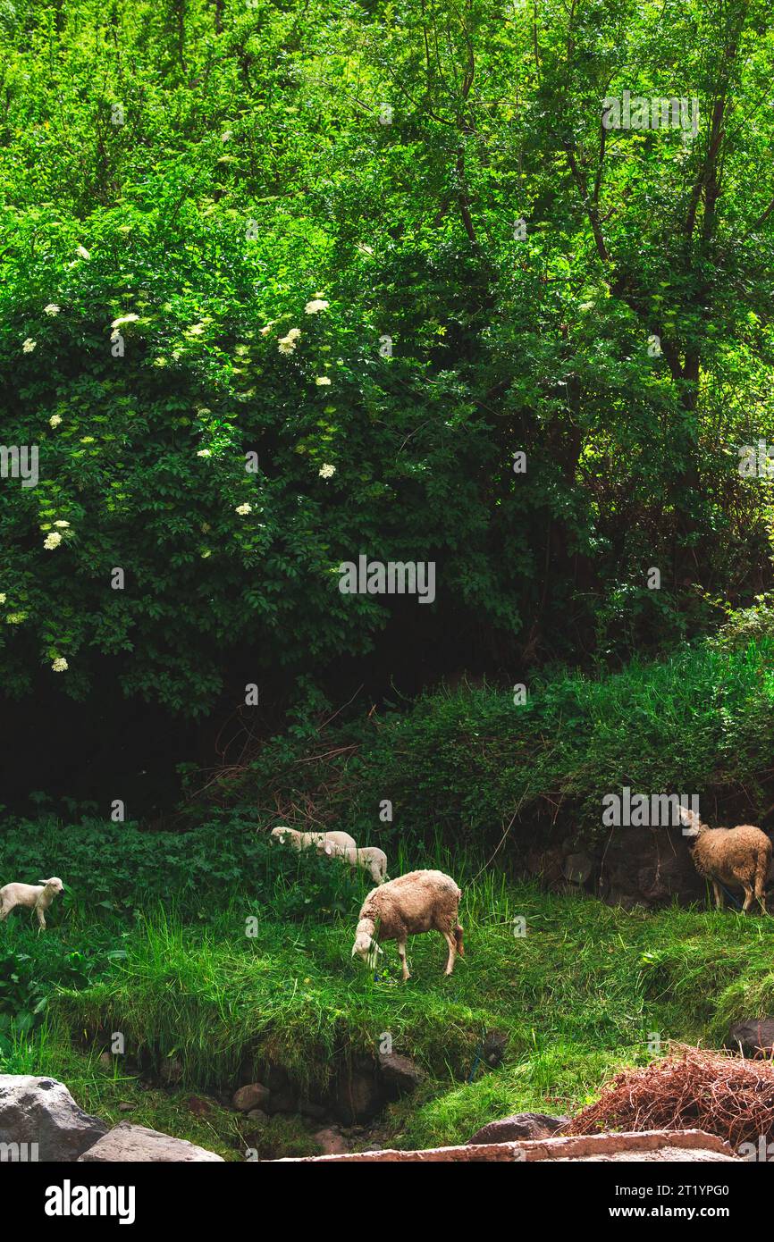 Marrakesh morocco sheep hi-res stock photography and images - Alamy