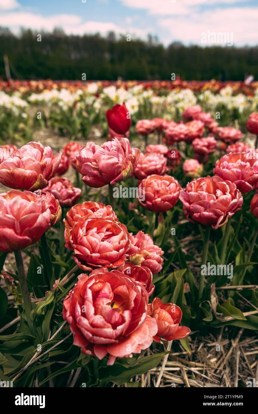 Beutiful field of red flowers hi-res stock photography and images - Alamy