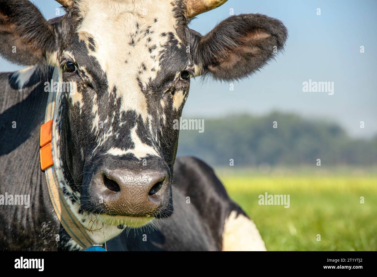 Cow face close up, calm and relaxed head looking at the camera, a black ...